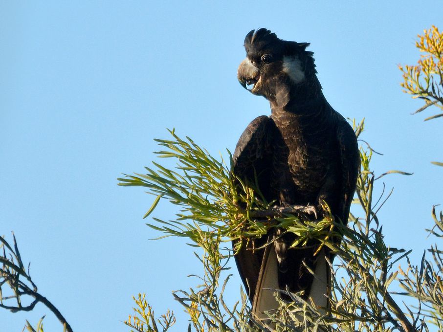 Concerns about environmental impacts of gold mine in Katanning ...