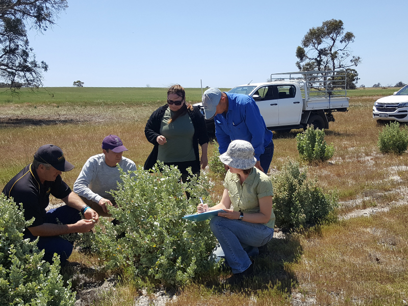 Bush Tucker Project - Katanning Landcare
