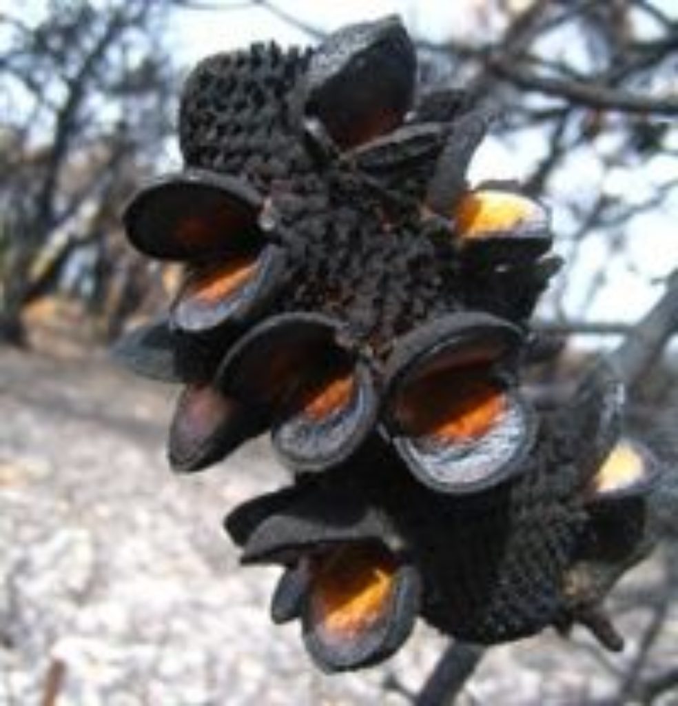 Bush Land Recovery After Fire – Katanning Landcare