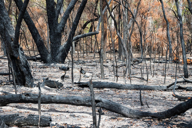 Bush Land Recovery After Fire - Katanning Landcare