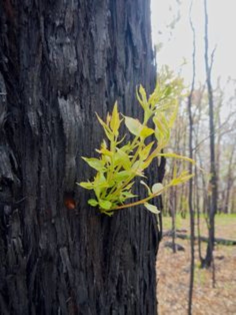 Bush Land Recovery After Fire - Katanning Landcare