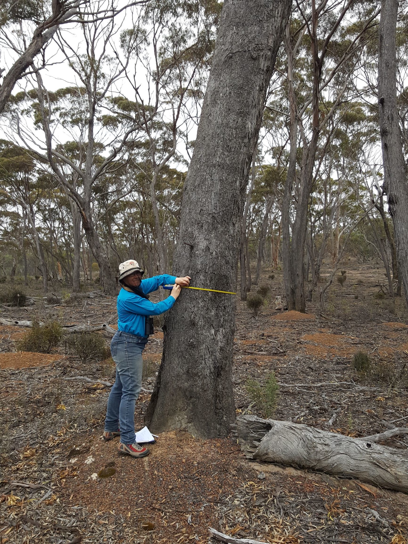 Carnaby’s Cockatoo Nest Surveys Underway – Katanning Landcare