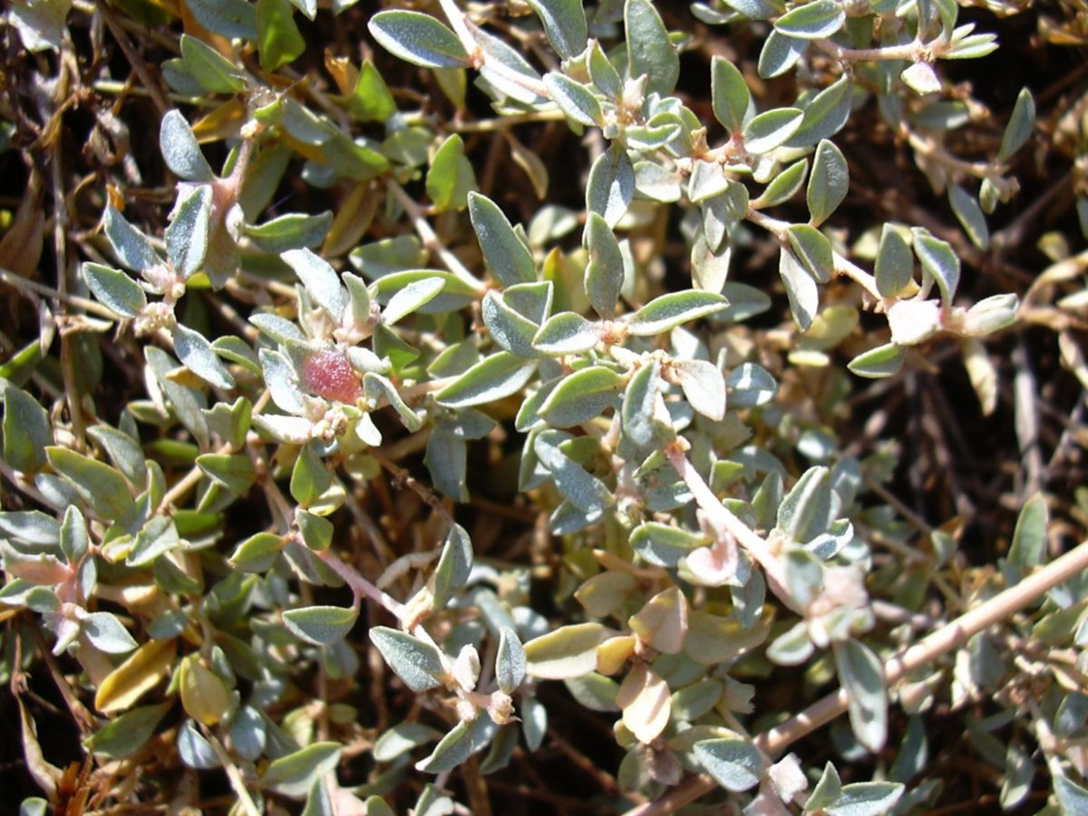 Do You Need to Order Saltbush for 2023? – Katanning Landcare